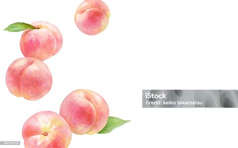 수채복숭아를 굴리는 수채화 일러스트 흰색 복숭아 비대칭 배너 배경입니다 복숭아색에 대한 스톡 벡터 아트 및 기타 이미지