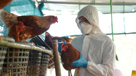 Usda Releases Genetic Data Of Bird Flu After Criticism From Scientists
