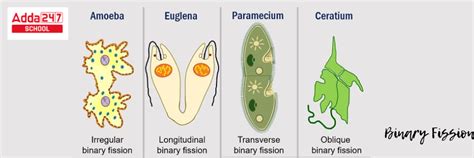 Binary Fission Definition Examples Types Steps