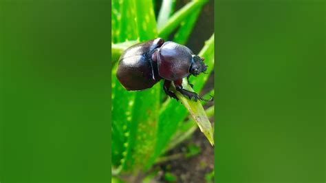 Trypoxylus Dichotomus Youtube
