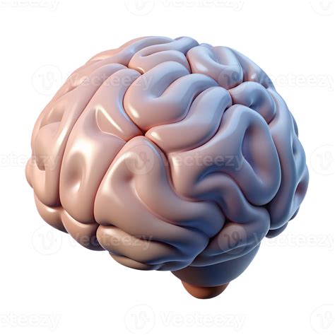 3d Rendered Human Brain Model Showcasing Intricate Brain Structure And