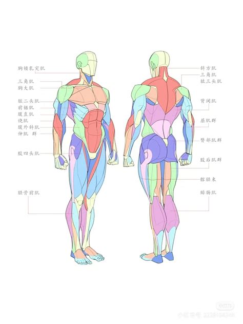 人体肌肉解剖图 花瓣网
