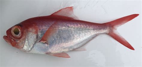 キンメダイ 2020 01 18 WEB魚図鑑