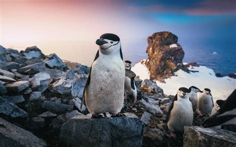 Imágenes De Fondos De Pantalla De Pingüinos