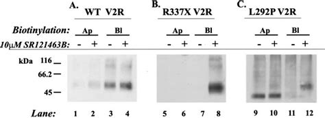 Polarization Of Wt Versus R337x Or L292p V2r On The Apical Versus Download Scientific Diagram