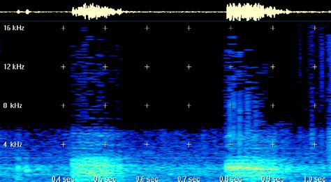 Spectrogram And Waveform Of Bottlenose Dolphins Short Burst Pulses