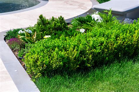 화창한 날에 돌 대리석 타일에 공원에서 산책을위한 포장 정원에서 바늘과 상자 나무와 소나무의 상록 잎이 우거진 덤불의 어린