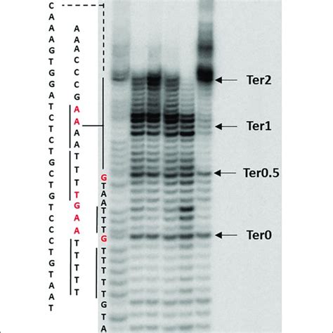 Taq Polymerase Stop Assay On Hiv 1 Cts Sequence Analysis Was