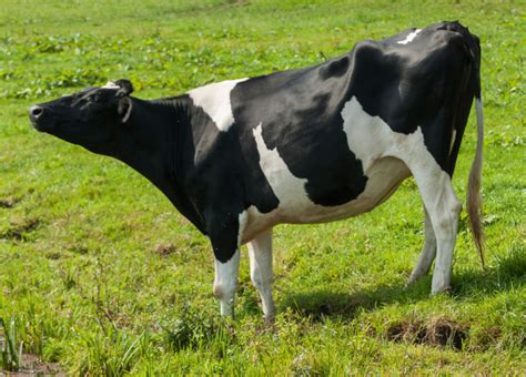 Fiabilité De Lindex Fournir Une Estimation Du Risque Pour Chaque