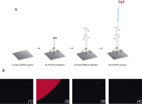 36 Surface Characterization Of The Biofunctionalization Process By