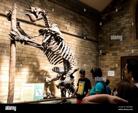 Tourists Look At The Fossil Of A Giant Ground Sloth Megatherium At