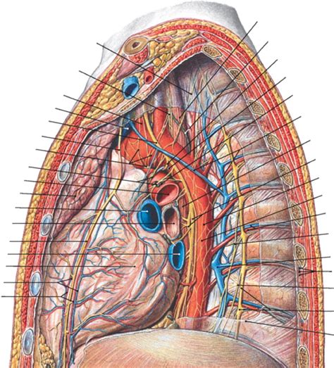 Lab Handout 7 Image20 Diagram Quizlet