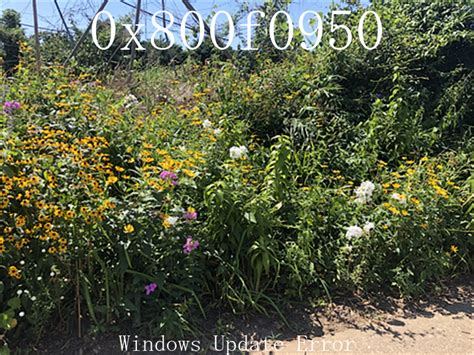 Windows Updateで発生するエラーコード0x800f0950 の対処方法