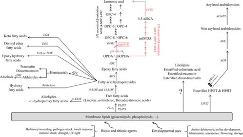 Biosynthesis Pathways Of Plant Free And Esterified Oxylipins Following