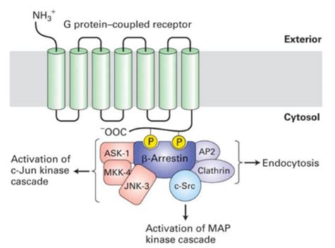Gpcr Signalling Regulation L Flashcards Quizlet