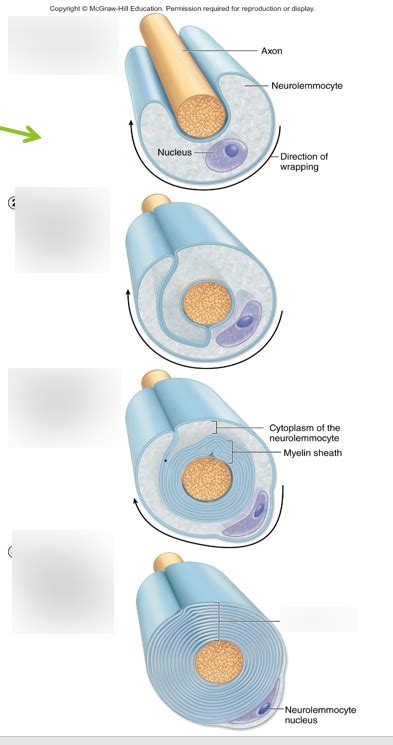 Myelination Diagram Quizlet