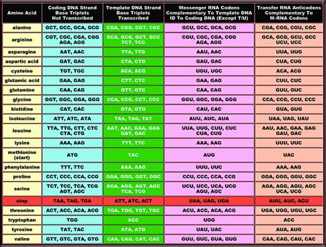 Codons And Anticodons