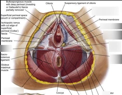 Urogenital Triangle Wikivisually ANAT Lecture The Urogenital