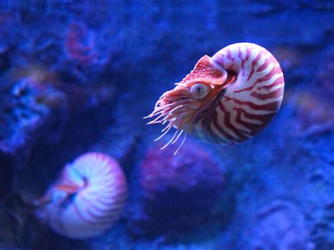 Download Majestic Nautilus Shell On A Beach Wallpaper