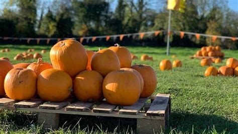 Kildare Pumpkin Patch Named In Irelands Top 10 Ahead Of Spooky Season