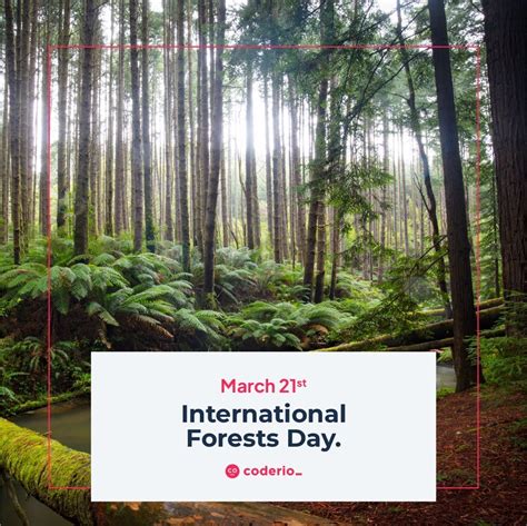 Coderio Technology Softwaredevelopment Sustainability Forest