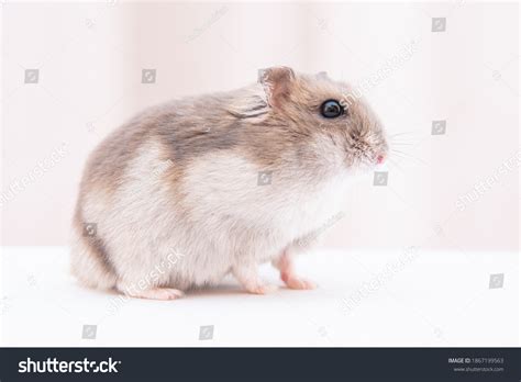 Siberian Hamster