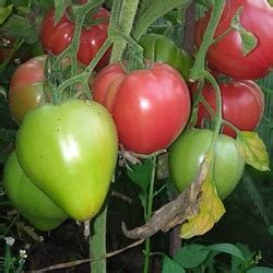 Томат Абаканский розовый: описание сорта, ОТЗЫВЫ (47), фото | tomatland.ru