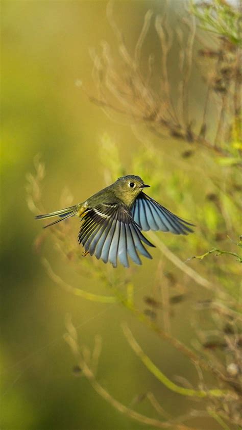 무성한 잎사귀 사이로 날아가는 작은 새 · 무료 스톡 사진