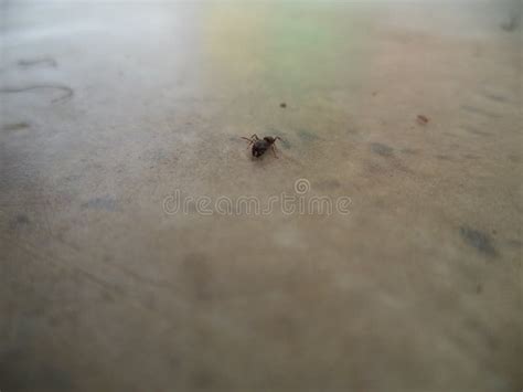 Small Ant Photo On Skin Colour Tile With Clear Background Editorial Photo Image Of Insect