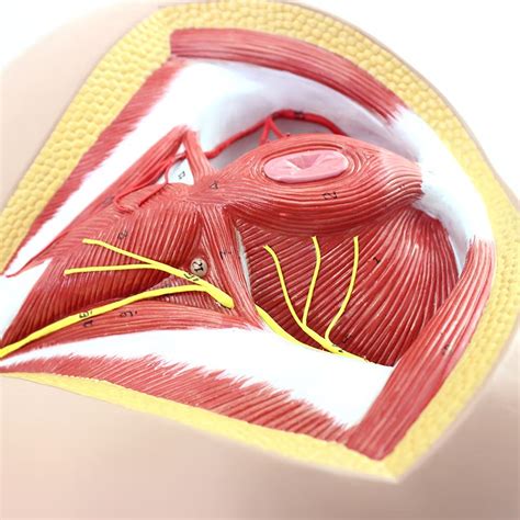 Male Perineum Anatomy Model Dr Wong Anatomy