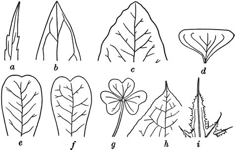 Leaf Tips Clipart Etc