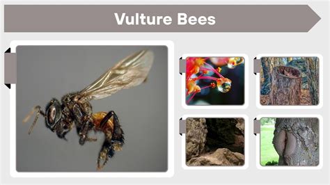 Vulture Bees Habitat Diet And Identification Guide