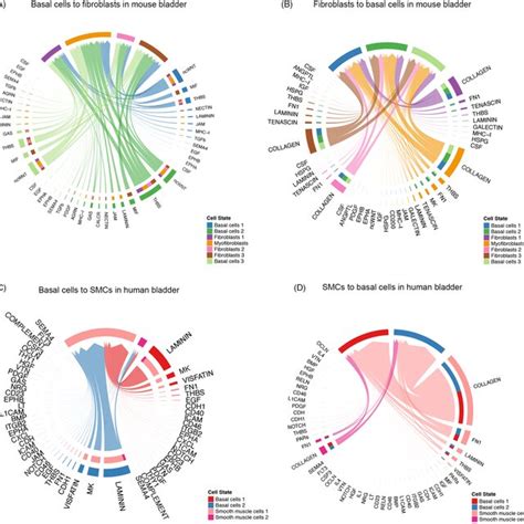 Cell‐cell Communications Between Certain Cell Types A Signaling From Download Scientific