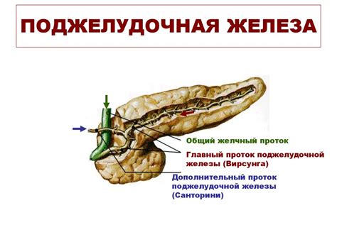 Пищеварение в 12 перстной кишке презентация онлайн