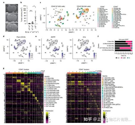 If 31！nature Immunology重磅：单细胞核rna测序揭示胶质母细胞瘤进展过程中的免疫图谱 知乎