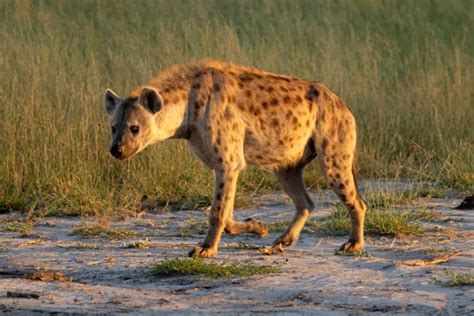 What Are Microfossils And Why Are They Important