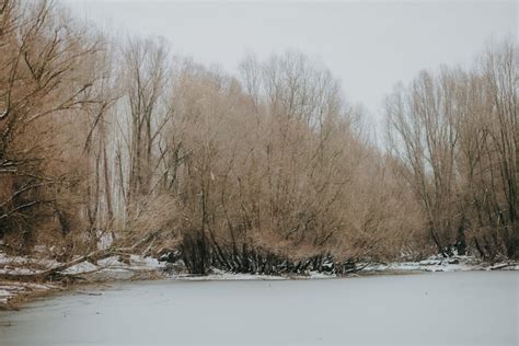 무료 사진 냉동 호수 얼음 물 냉 수 아이스 크리스탈 풍경 겨울 감기 나무 숲