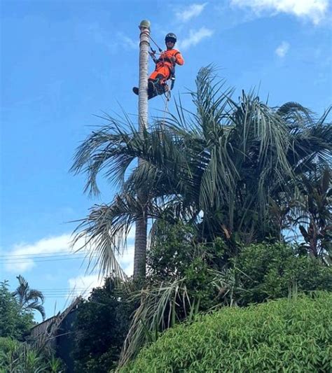 Palm Tree Removal Caloundra Trees Palm Tree Removal Caloundra Trees