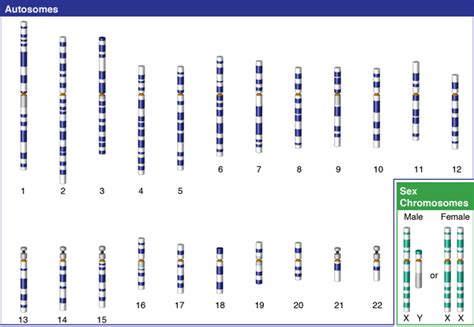 X Linked Juvenile Retinoschisis Medlineplus Genetics