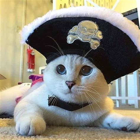 Флибустьер Смотрите видео онлайн бесплатно