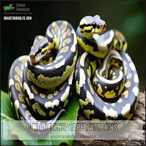 Ball Python Morphs 50 Mind Blowing Colors And Patterns Revealed