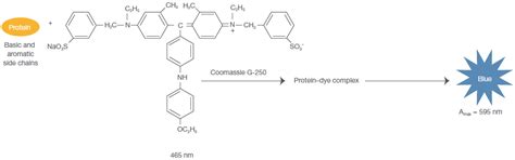 Bradford Assay（考马斯亮蓝法） Thermo Fisher Scientific Cn