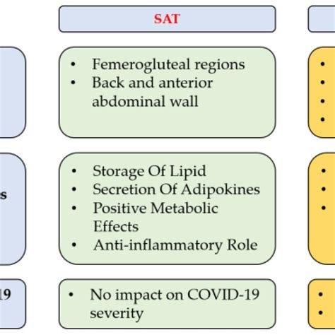 Difference Between Visceral Adipose Tissue Vat And Subcutaneous Download Scientific Diagram
