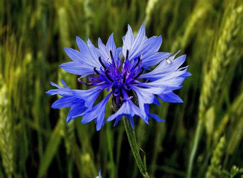 Top 10 Summer Flowers Beautiful July Flowers