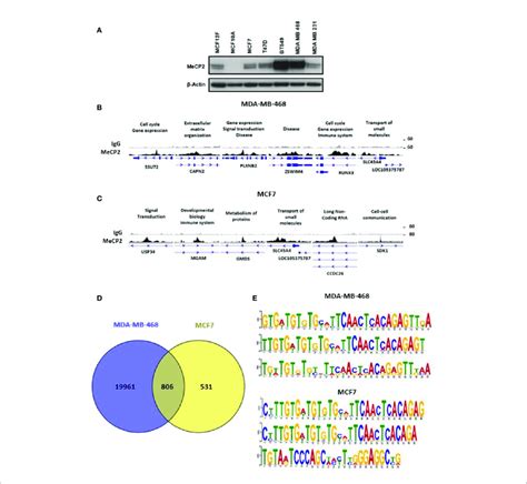 ChIP Seq Identified Novel MeCP2 Binding Motifs A MeCP2 Expression Download Scientific