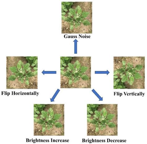 Agriculture Free Full Text Weed Detection In Peanut Fields Based On Machine Vision
