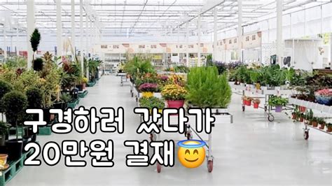 꽃쇼핑 가성비 꽃 야생화 추천 정원가꾸기 정원꾸미기 Youtube