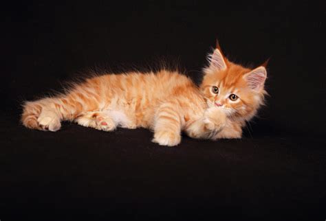 사랑 스러운 귀여운 빨간 솔리드 메인 Coon 고양이 검은 배경에 귀에 아름 다운 붓과 거짓말을 하 고 발을 핥 아 0명에 대한 스톡 사진 및 기타 이미지 Istock