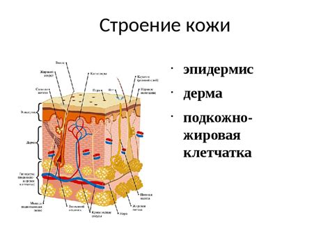 Строение кожи картинка