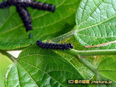 ヒオドシチョウの卵幼虫蛹
